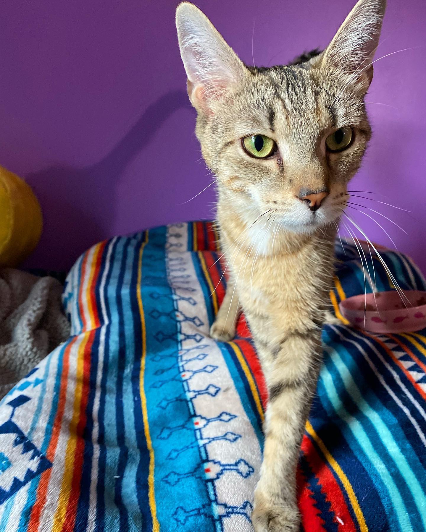 Home - Love for Misfit Meeps