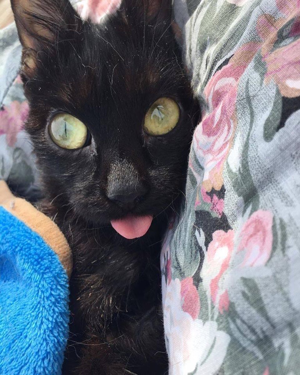 Marci's Story - Love for Misfit Meeps